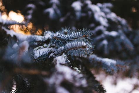 Free Images Tree Nature Branch Snow Winter Leaf Flower Frost