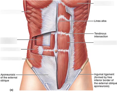 Muscles Of The Abdomen Diagram Quizlet