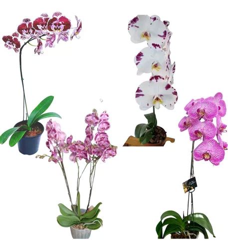 Kit 10 Mudas De Orquideas Phalaenopsis Cor Mista Surpresa Frete grátis
