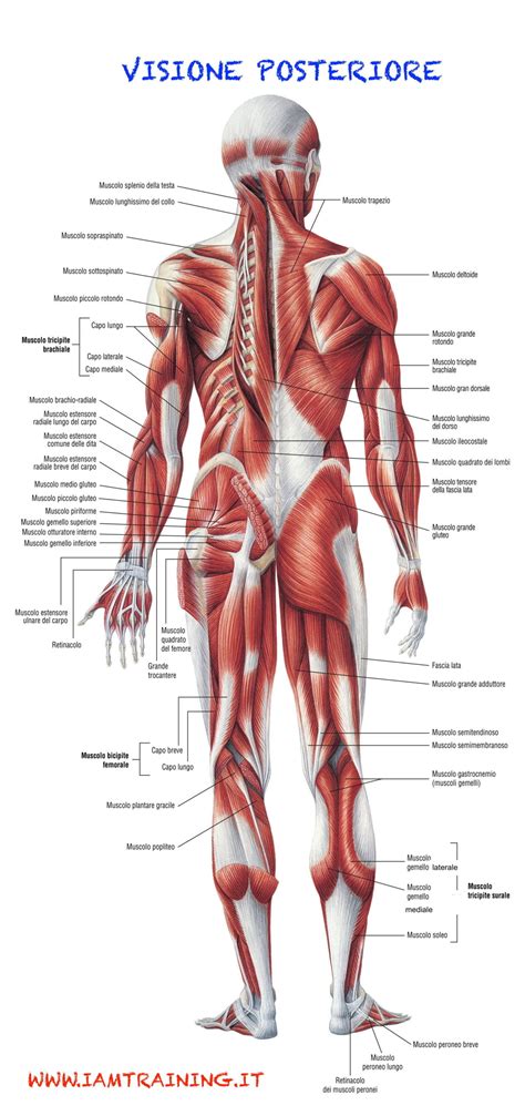 SISTEMA MUSCOLARE I AM TRAINING
