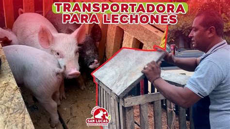 Transportadora para tus lechones Características y medidas Granja