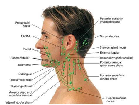 Neck Inspect Palpate Lymph Nodes Part Diagram Quizlet