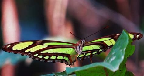 10 lugares incríveis para conhecer no estado do Acre