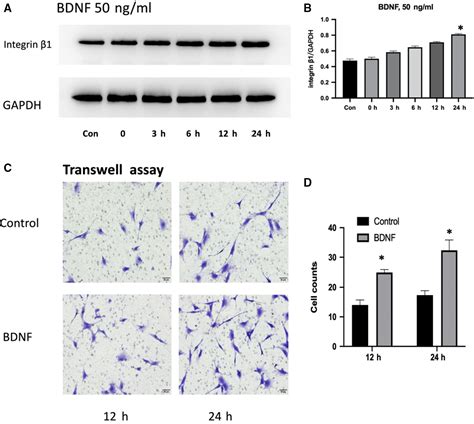 BDNF Promoted Osteoblast Migration And Fracture Healing By Up