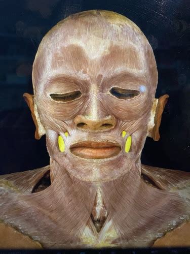 Facial Expression Cadaver Muscle List Flashcards Quizlet