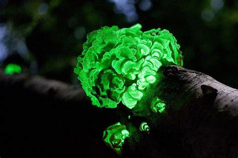 Qué es la BIOLUMINISCENCIA y Ejemplos con Fotos