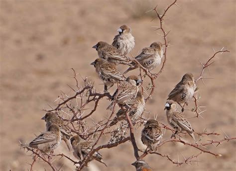 Sociable Weavers Steve Rooke Flickr