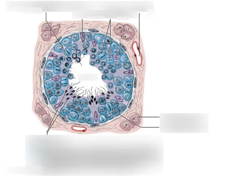 Seminiferous Tubules Cross Section Diagram Quizlet