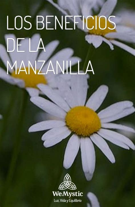 Manzanilla Beneficios Y Propiedades De Esta Planta Maravillosa