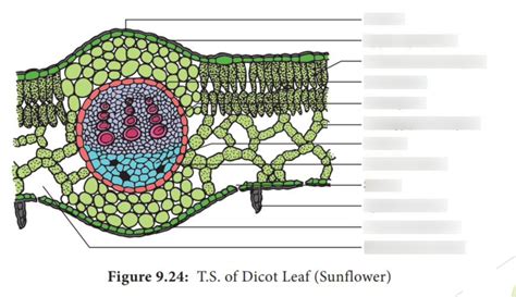 Transport In Plants Diagram Quizlet