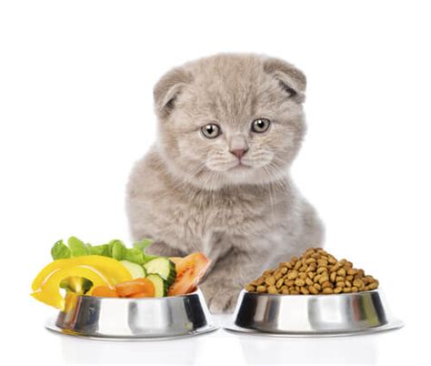 Cómo poner a dieta a un gato Arsveterinaria