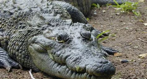 Tudo Sobre o Crocodilo Características Nome Científico e Fotos