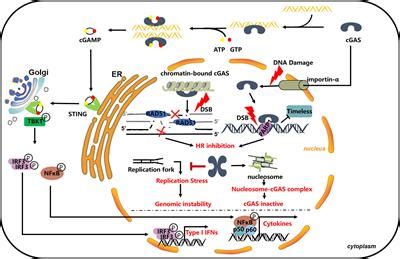 Frontiers CGAS In Nucleus The Link Between Immune Response And DNA