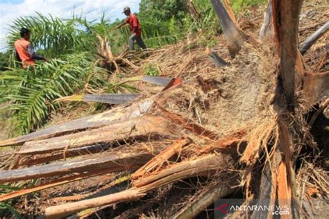 Kawanan Gajah Merusak Kebun Kelapa Sawit Warga Di Aceh Barat ANTARA News