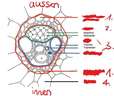 Biologie Pr Fung Aw Karteikarten Quizlet