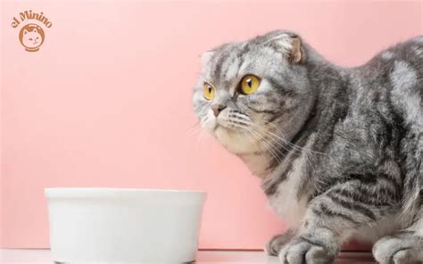 Qué pasa si mi gato no quiere comer ni beber agua