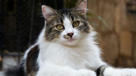 Quand emmener votre chat chez le vétérinaire en cas de chute d un