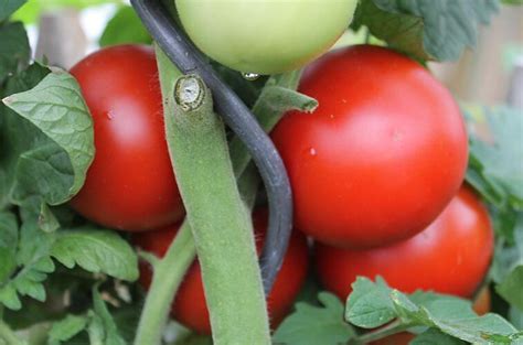 Tomaten vor Regen richtig schützen