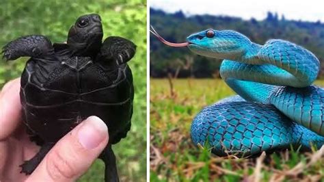 Animais Raros Que Voc Precisa Conhecer Youtube