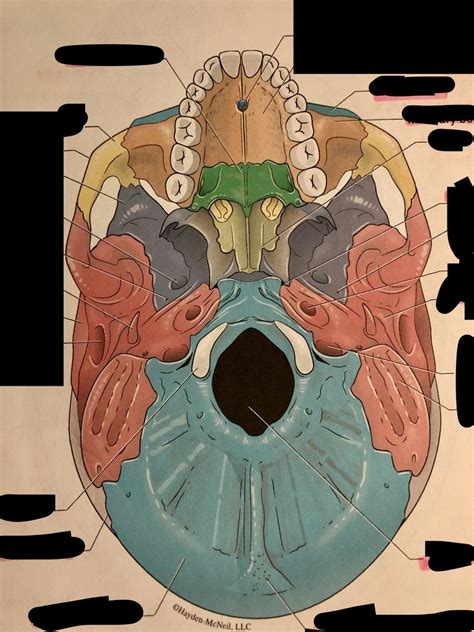 Inferior View Of Skull Diagram Quizlet