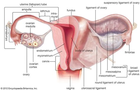Female Reproductive System in Hindi महल परजनन परणल हद म