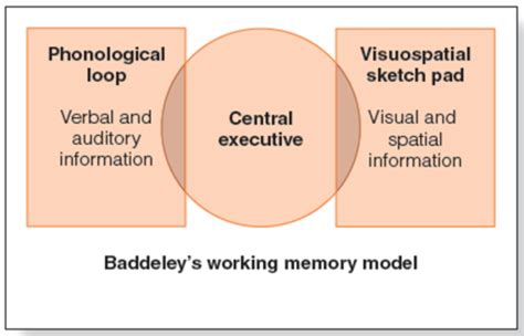 PSYCH 2265 Chapter 5 Working Memory Working Memory Model