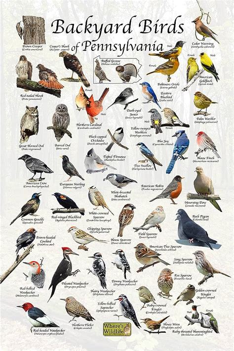 The 36 Most Common Birds In Pennsylvania Nature Blog Network