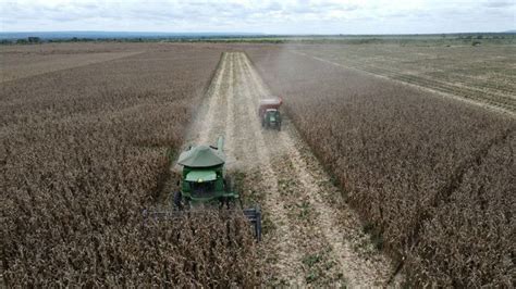 Colheita do Milho Boas Práticas e Quando Fazer Agro Bayer