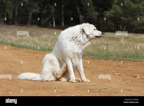 Perro rascarse él Tatra perro pastor polaco de Podhale Fotografía de