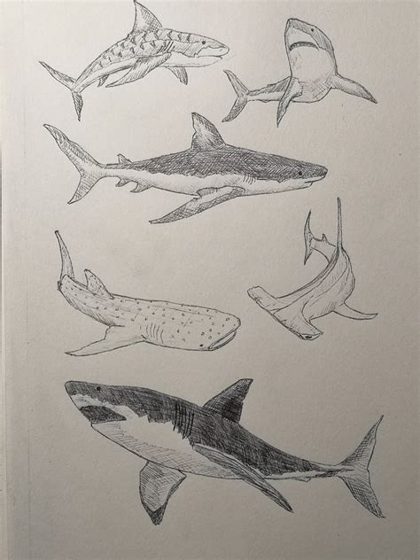 Great White Shark Pencil Line Art Sketch Artofit