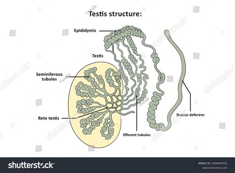 Sagittal Section Through Testis Exposing Key
