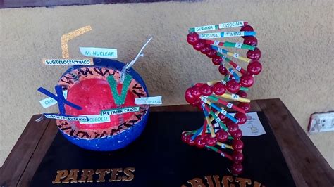 Maqueta Del Adn Y El N Cleo Maqueta Terminada Super F Cil Youtube