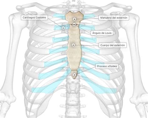 Xifoides Esternal Funciones Y Caracter Sticas Clave