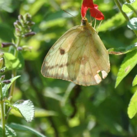 Large Orange Sulphur Project Noah