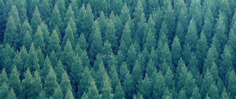 How To Run Tests In Headless Mode With Cypress Dev Community