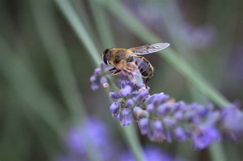 Bi Insekt Lavendel Gratis foto på Pixabay Pixabay