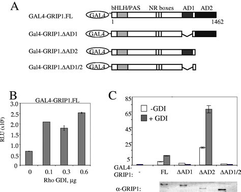 Regulation Of GRIP1 And CBP Coactivator Activity By Rho GDI Modulates