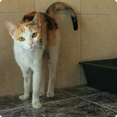 Honey Gato Adoptado En Alicante Bamb Difunde