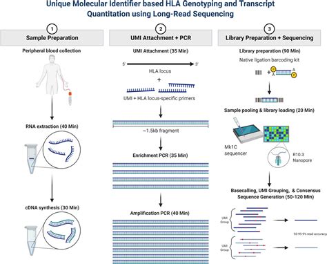 frontiers unique molecular identifier based high resolution hla typing and transcript