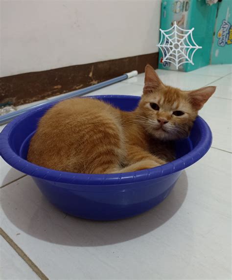prajna ꦄꦢ ꦄꦩꦤꦭ on Twitter RT kochengfs Katain jelek guys