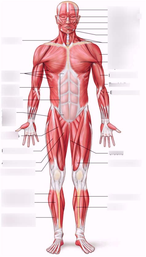 Major Skeletal Muscles Anterior View Diagram Quizlet
