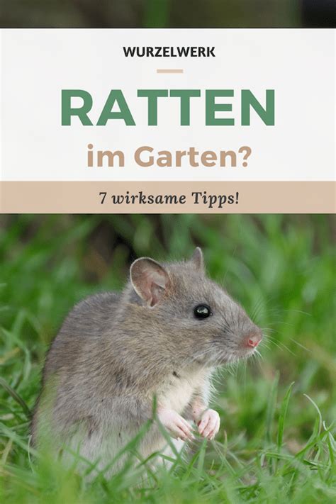 Ratten Im Garten 7 Wirksame Tipps Um Ratten Zu Vertreiben Garten