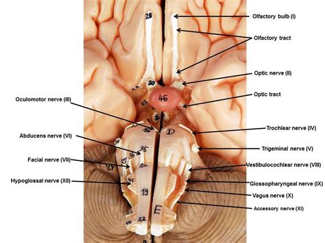 Brain Models