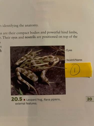 Frog Dissection Flashcards Quizlet