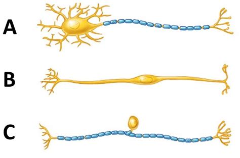 Nervous System Diagram Types Of Neurons Diagram Quizlet