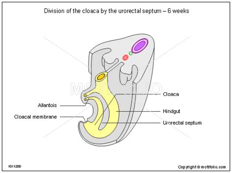 Embryology GI 7 Flashcards Quizlet