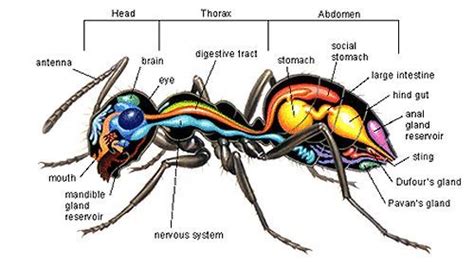 Anatomy Of An Ant Anatomy Ant Ants Anatomy Ant Insect