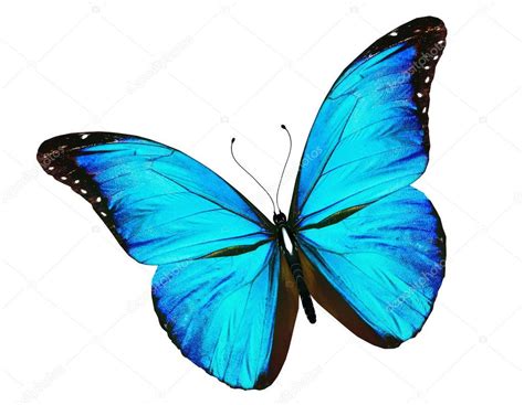 Uçuş izole üzerinde beyaz yeşil mavi kelebek Blue butterfly