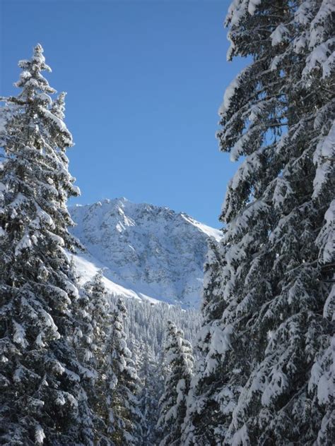 Bildet landskap tre natur fjell kald fjellkjede is vær snowy