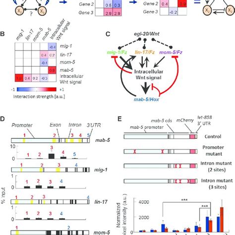inferring the regulatory network within the wnt pathway using the mra download scientific